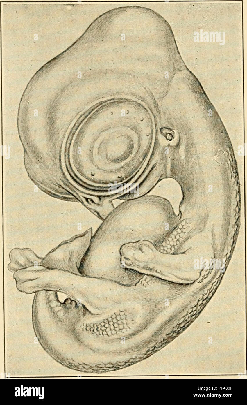 Cervical flexure Banque de photographies et d’images à haute résolution ...