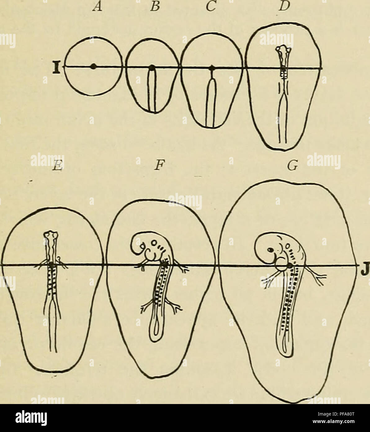 Disque embryonnaire Banque de photographies et d’images à haute ...
