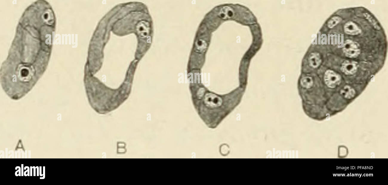 . Le développement de la rat albinos, Mus norvegicus albinus. L ...