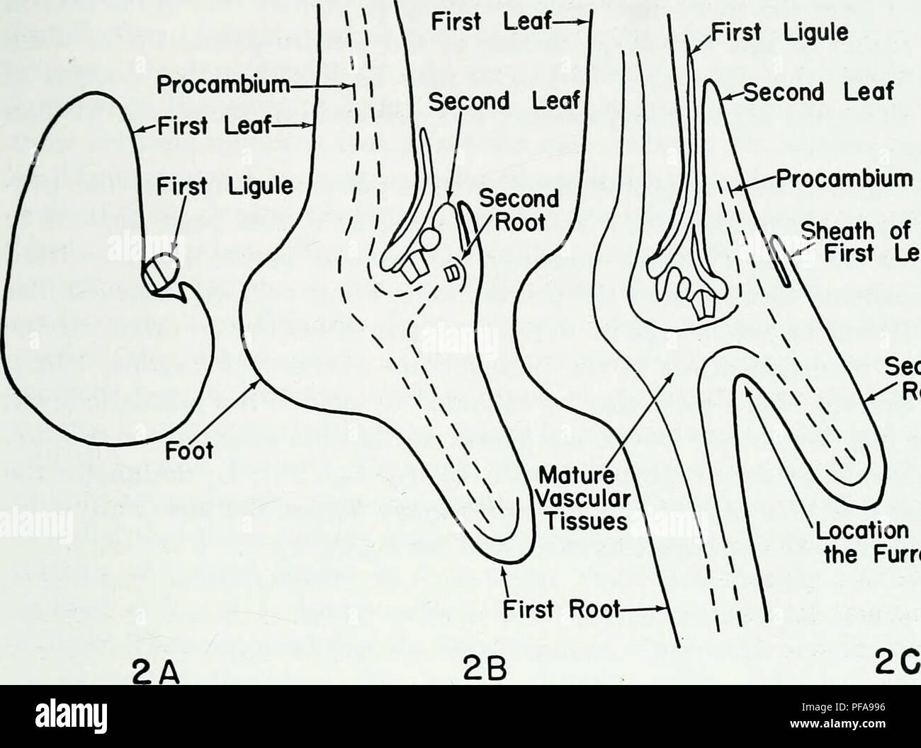 Cette image montre l'anatomie développementale d'Isoètes, détaillant ...