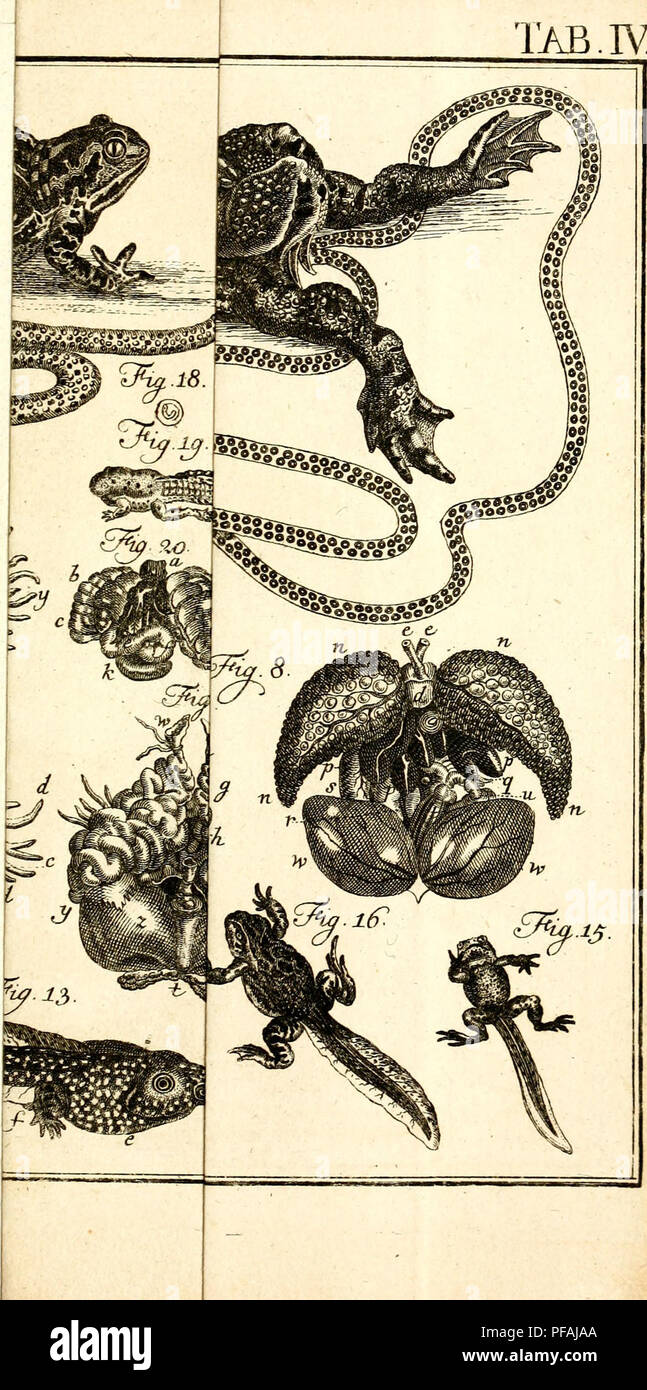 Ce texte met en vedette Carl von Linné, le célèbre botaniste suédois ...