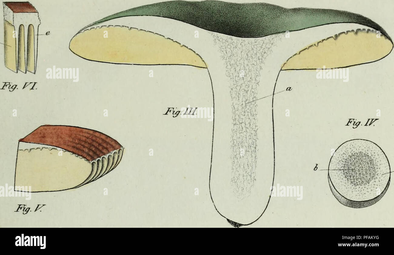 Ce texte italien fournit un guide complet sur les champignons ...