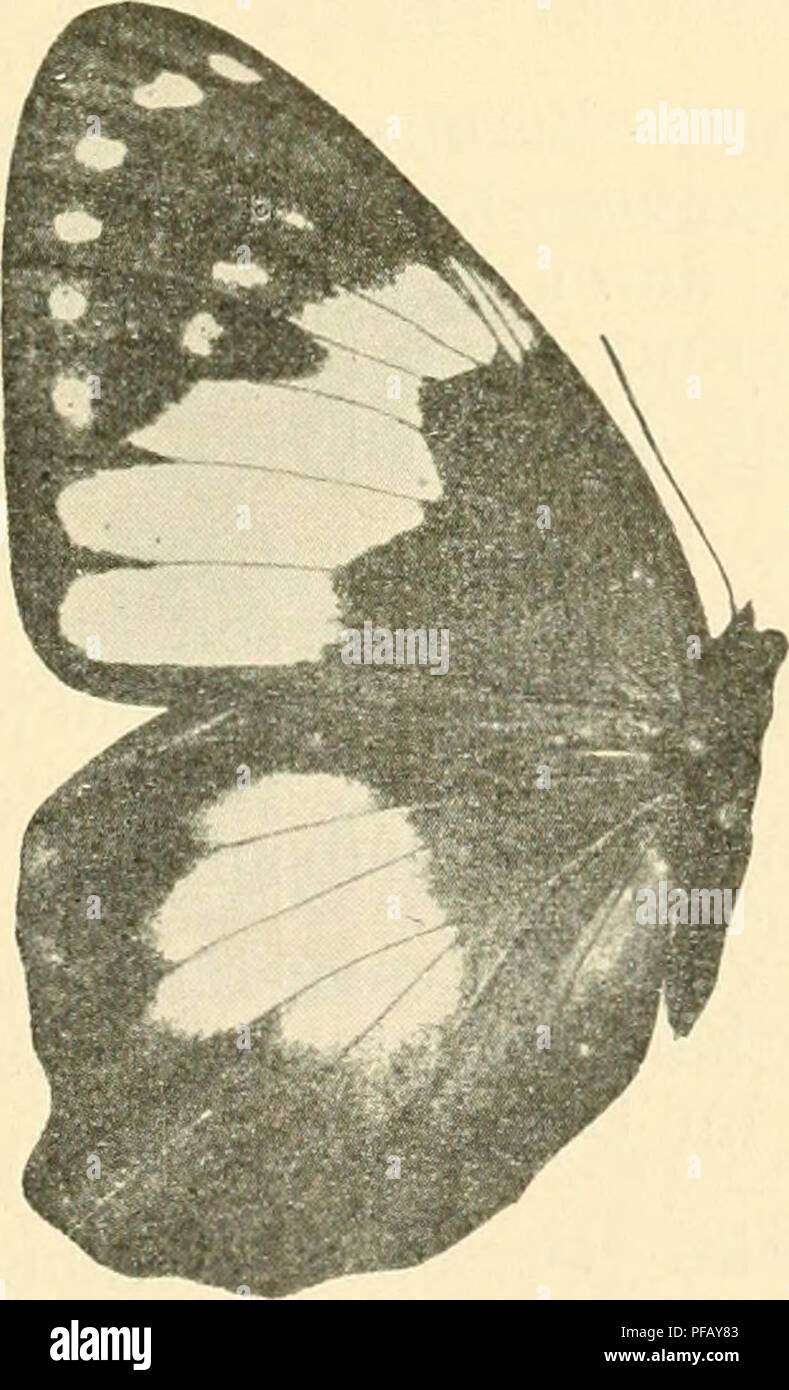 . Deutsche entomologische Zeitschrift Iris. Lépidoptères. Prothoe ...