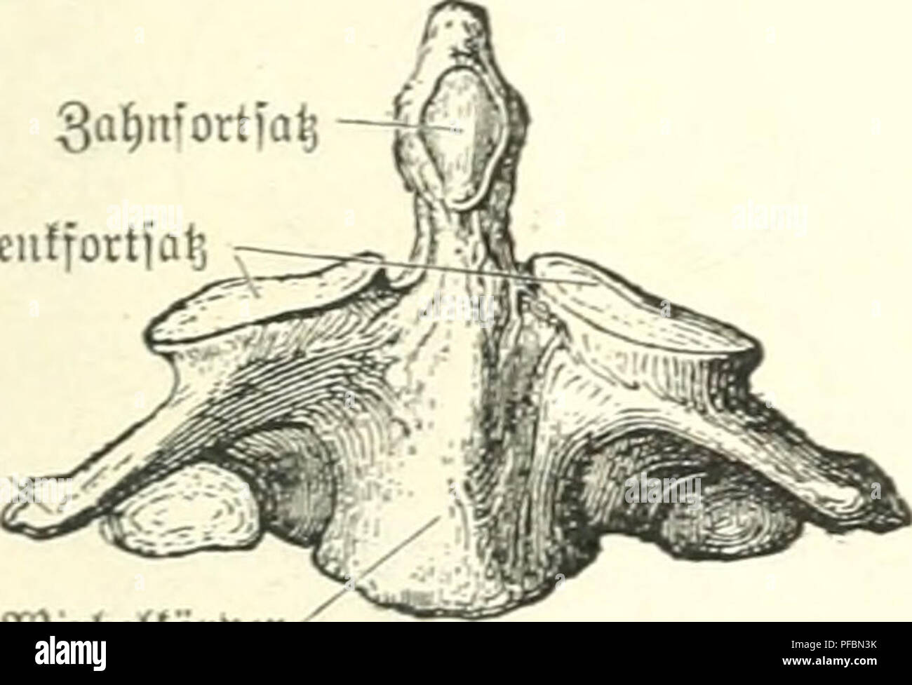 Partes de la columna vertebral anatomia Banque de photographies et d ...