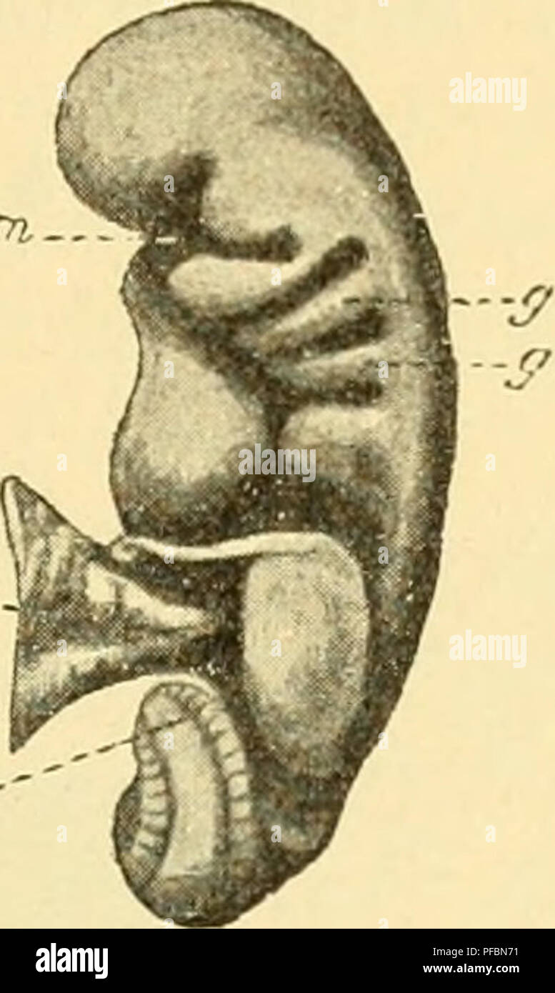 . Der Mensch, sein ursprung und seine Entwicklung, dans gemeinverständlicher Darstellung. Les ...
