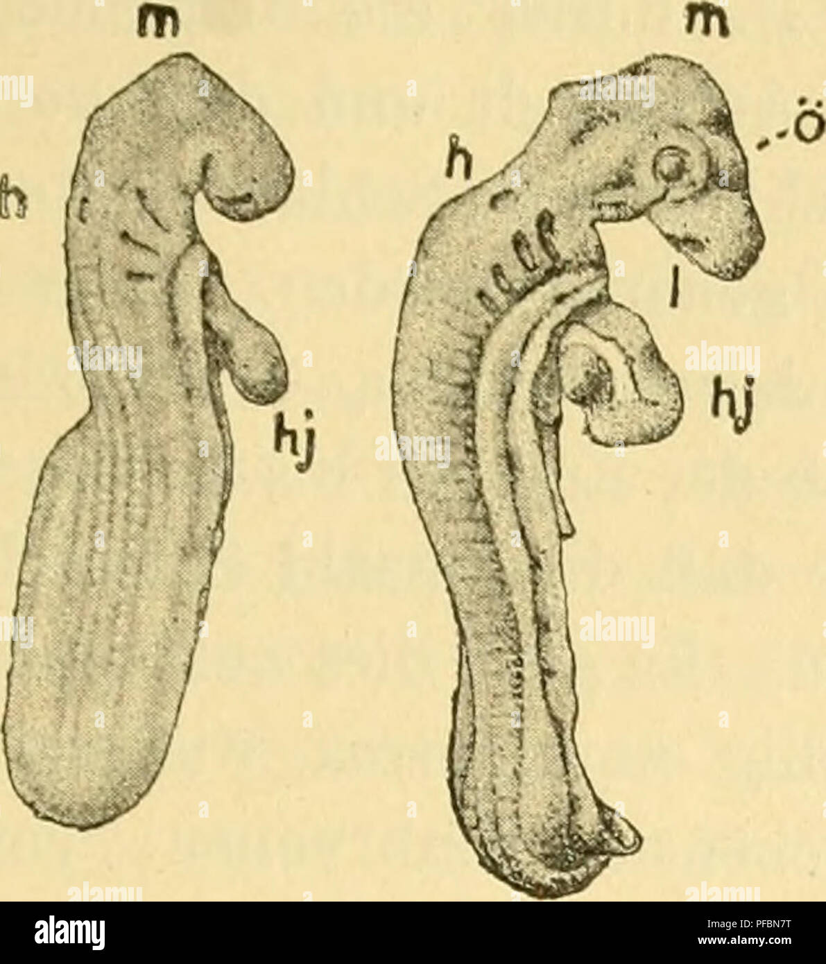 . Der Mensch, sein ursprung und seine Entwicklung, dans gemeinverständlicher Darstellung. Les ...