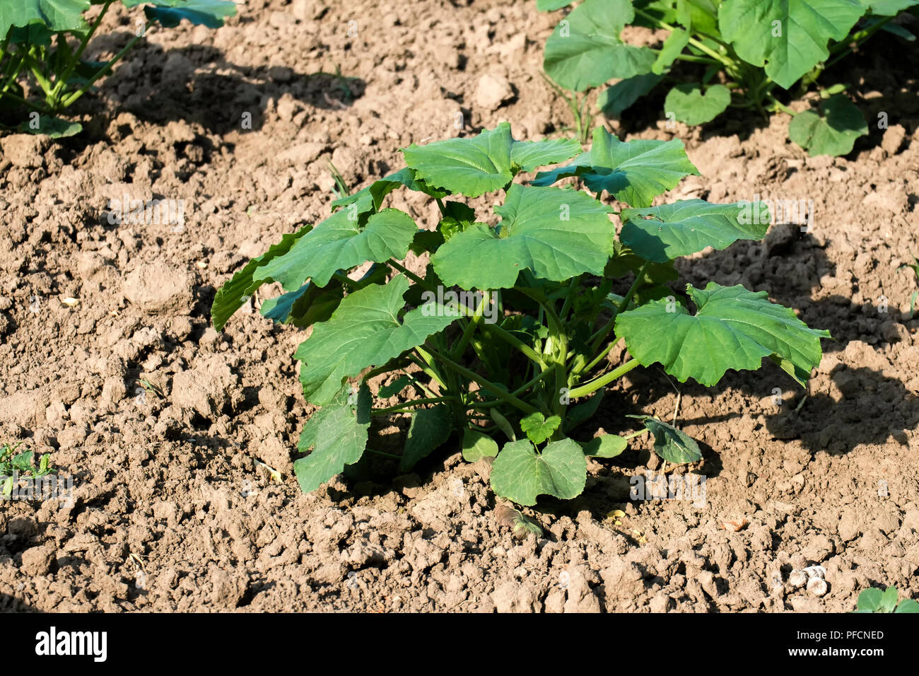 Beaux pousse pousse Banque de photographies et d’images à haute ...