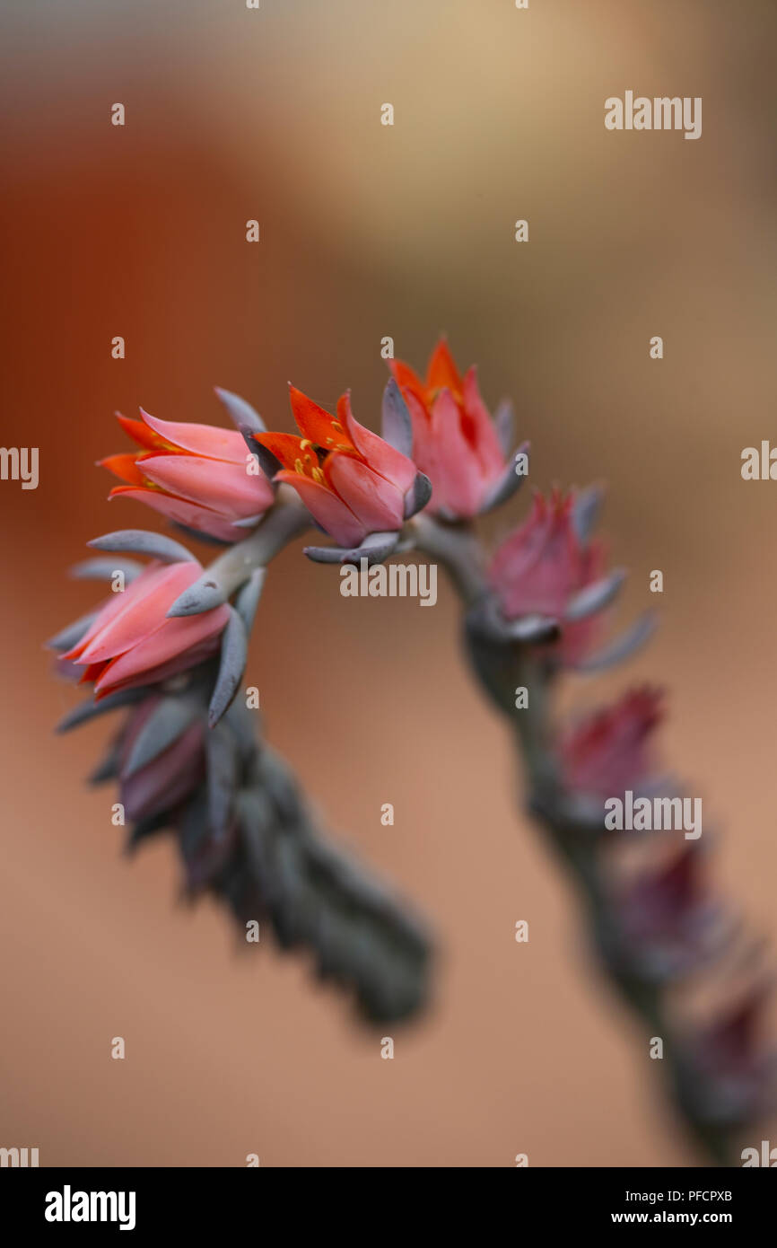 Family crassulaceae Banque de photographies et d’images à haute ...