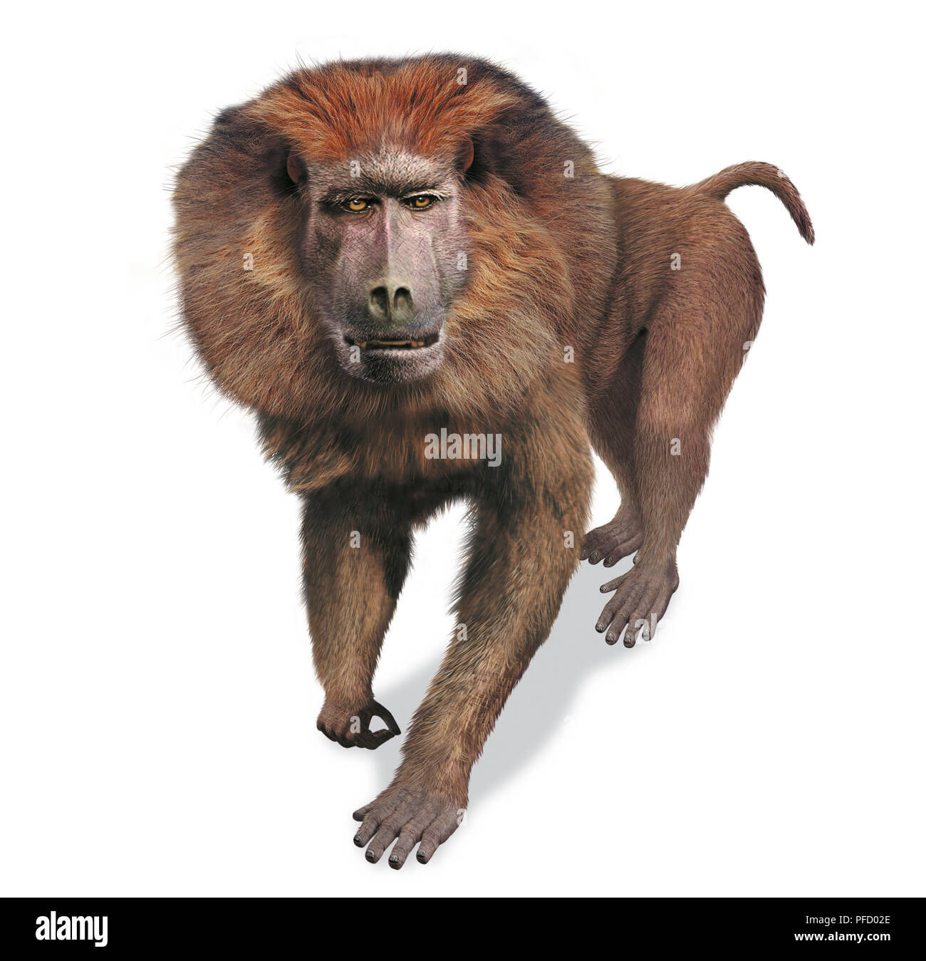 Theropithecus oswaldi Banque de photographies et d’images à haute ...