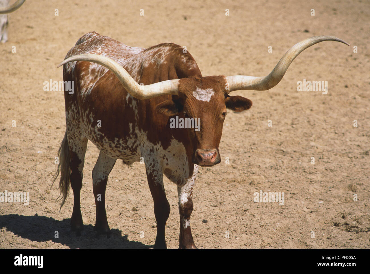 Texas longhorn bos taurus Banque de photographies et d’images à haute ...