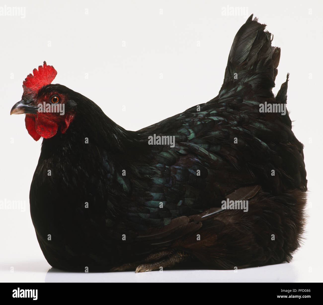 Poulets noirs Banque de photographies et d’images à haute résolution ...
