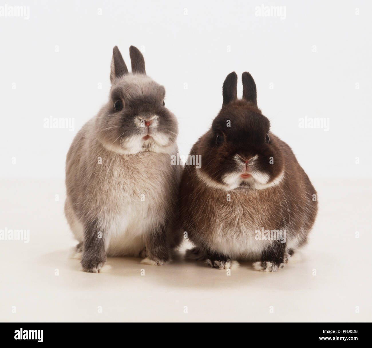 Accouplement de lapins Banque de photographies et d’images à haute ...