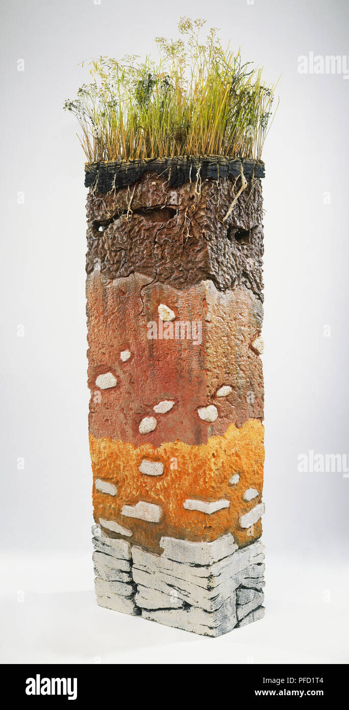 Humus layer Banque de photographies et d’images à haute résolution - Alamy