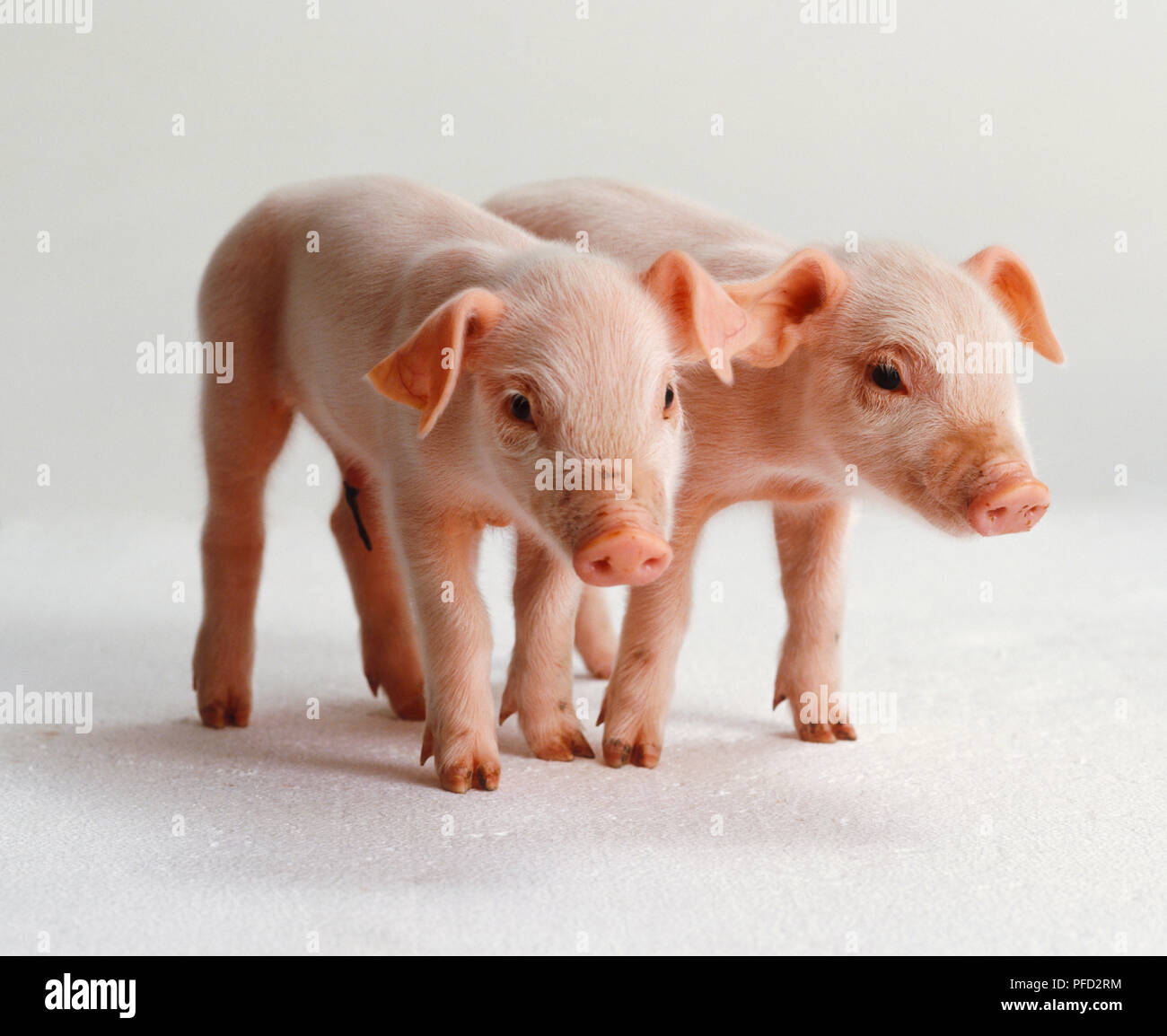 Sus sp Banque de photographies et d’images à haute résolution - Alamy