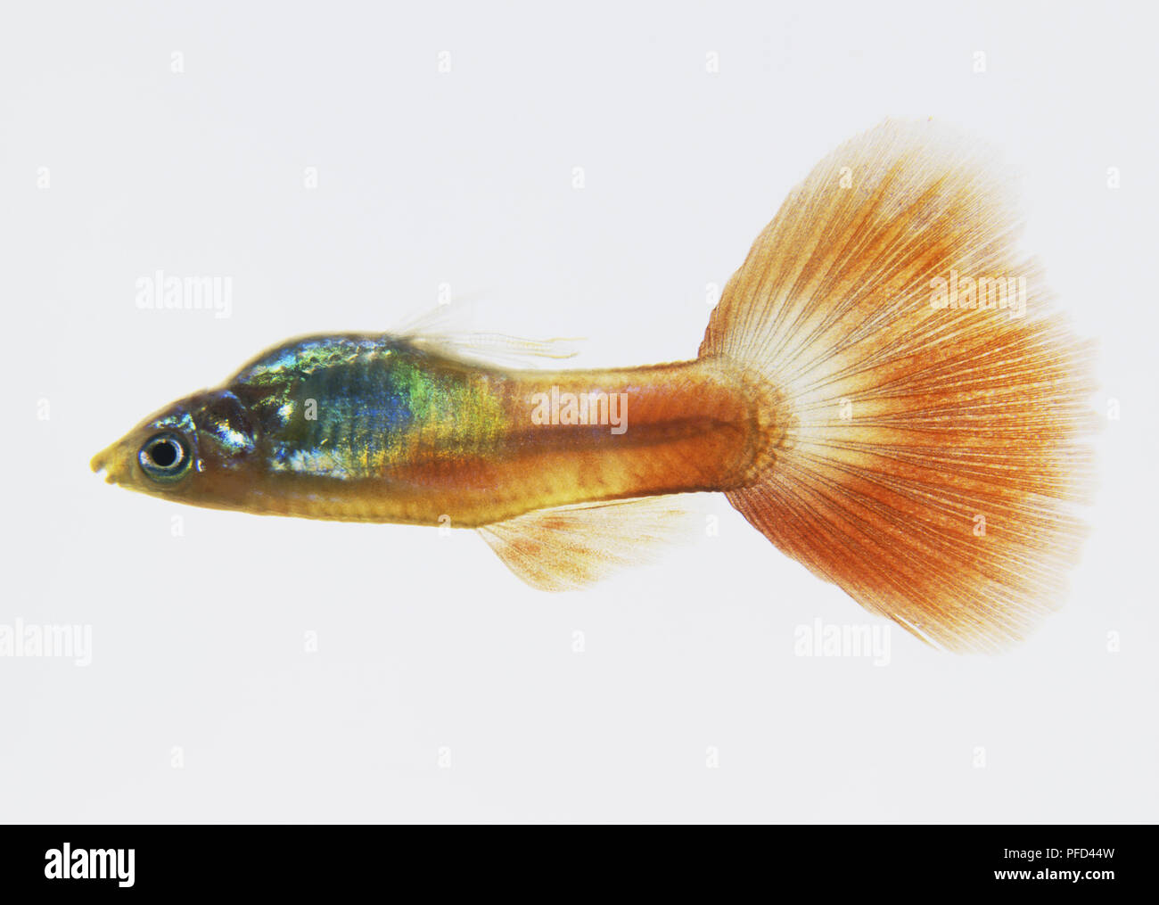 Guppy poecilia reticulata femelle Banque de photographies et d’images à ...