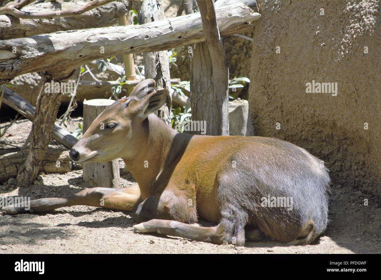 Cephalophus dorsalis Banque de photographies et d’images à haute ...