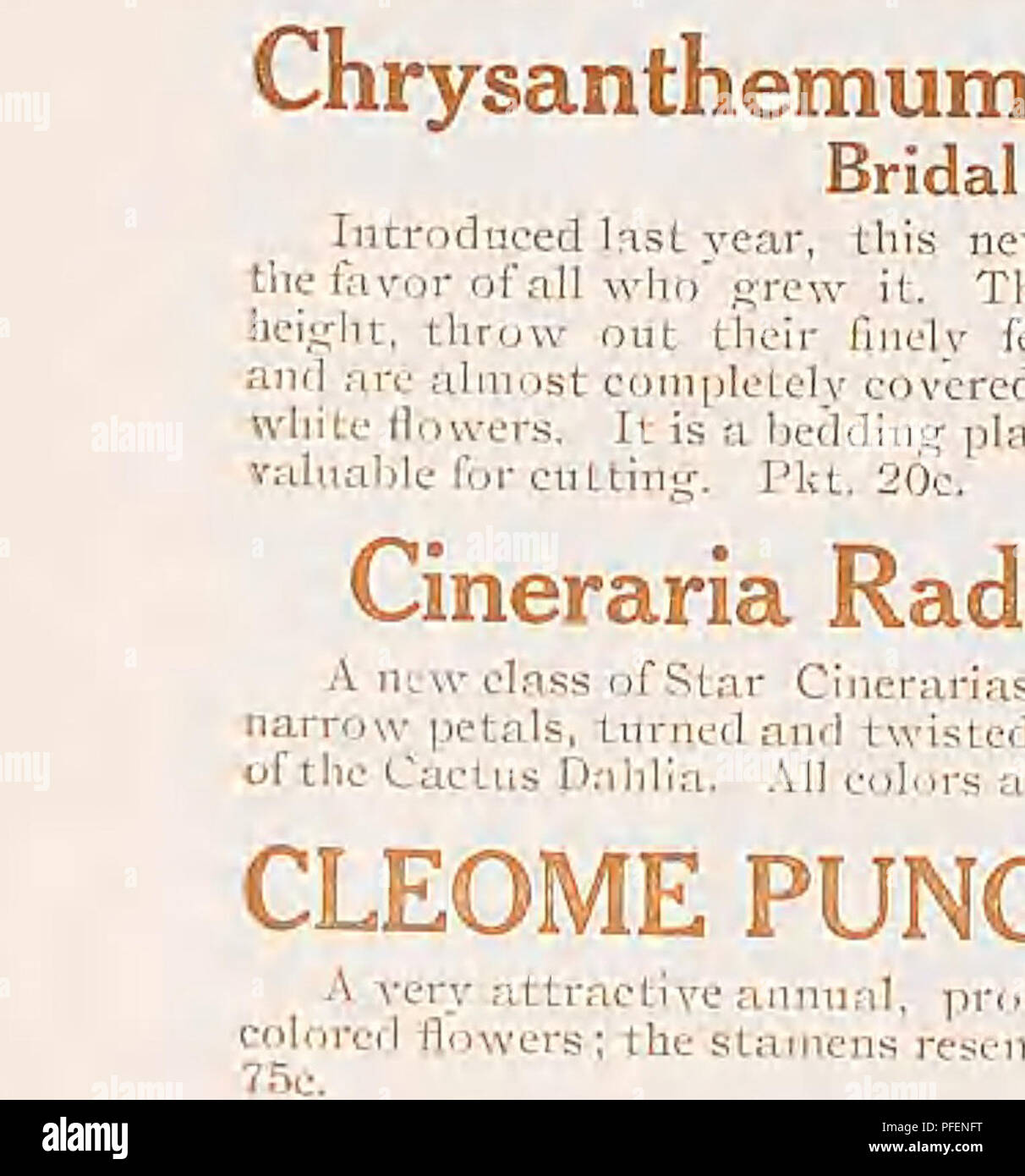 Graine de souci africaine Banque de photographies et d’images à haute ...