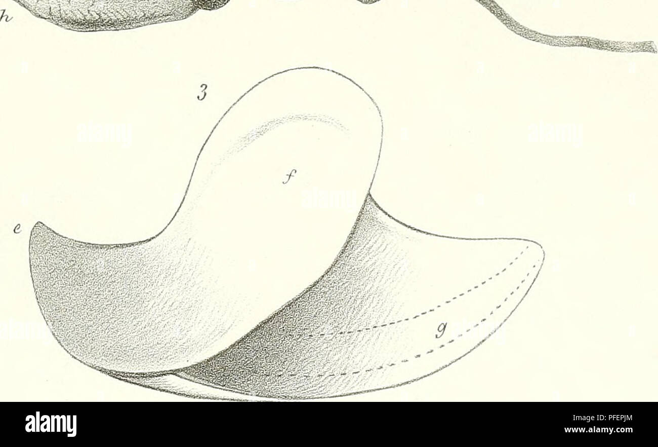 . Description de quelques nouveaux et rares des céphalopodes. Des ...