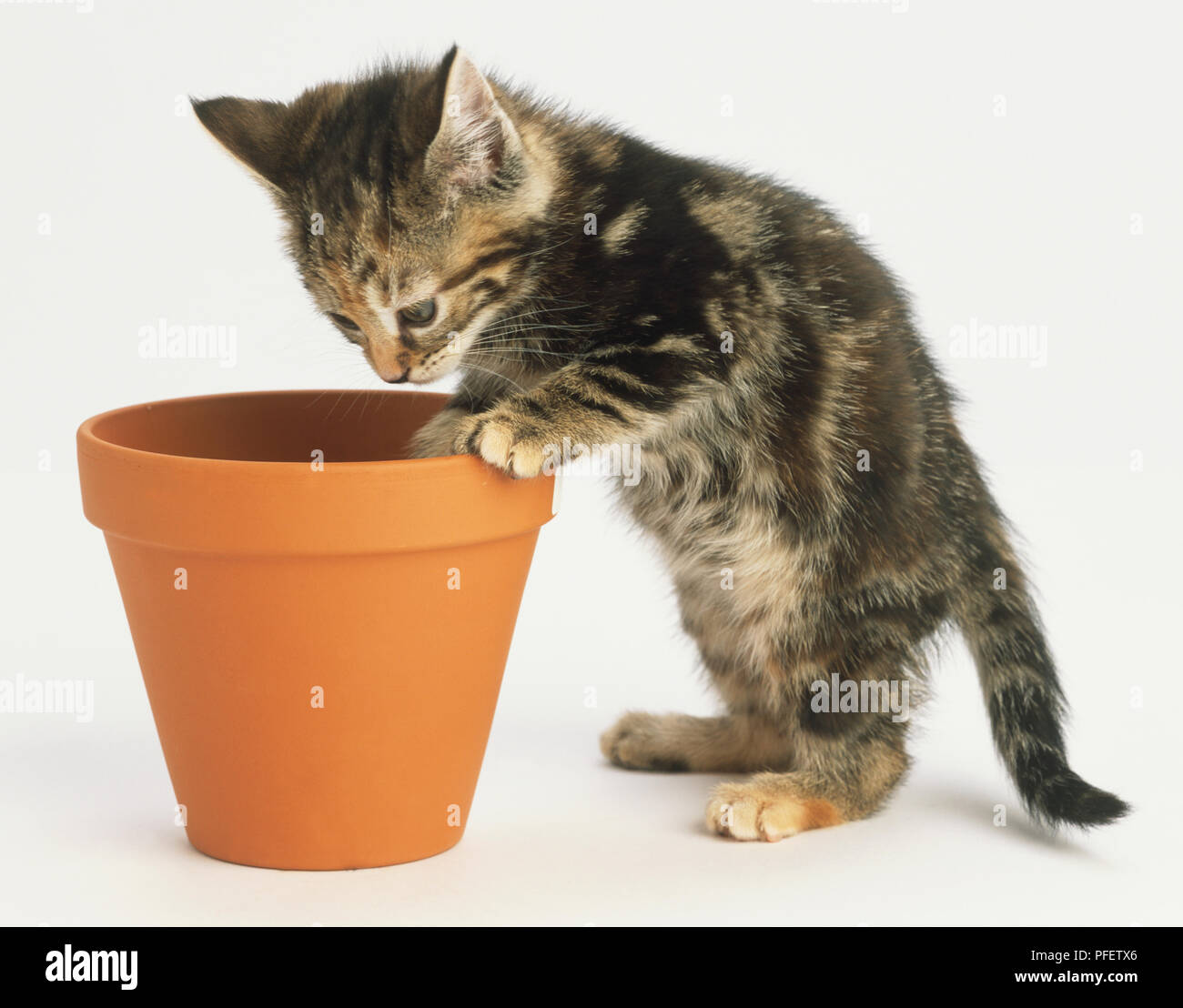 Pot de plante animale Banque de photographies et d’images à haute ...