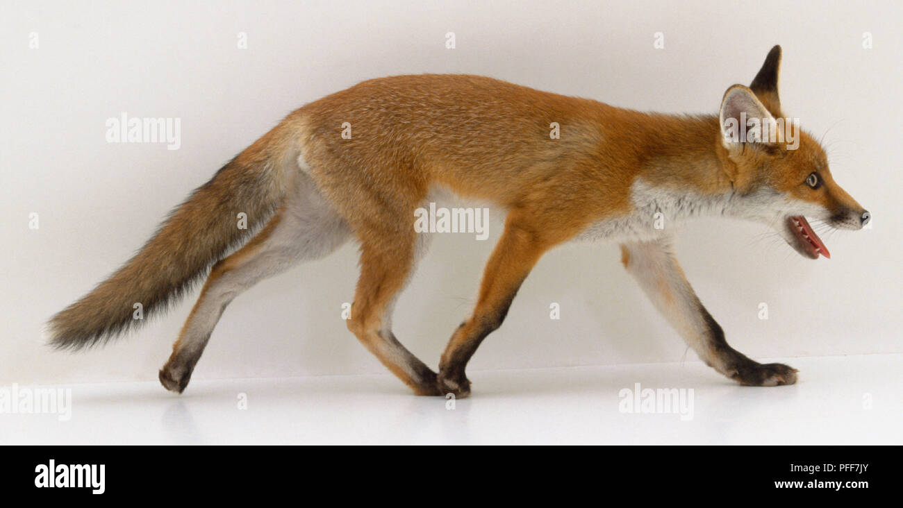 Vulpes vulpes, le renard roux, famille des canidés, vue latérale d'un ...