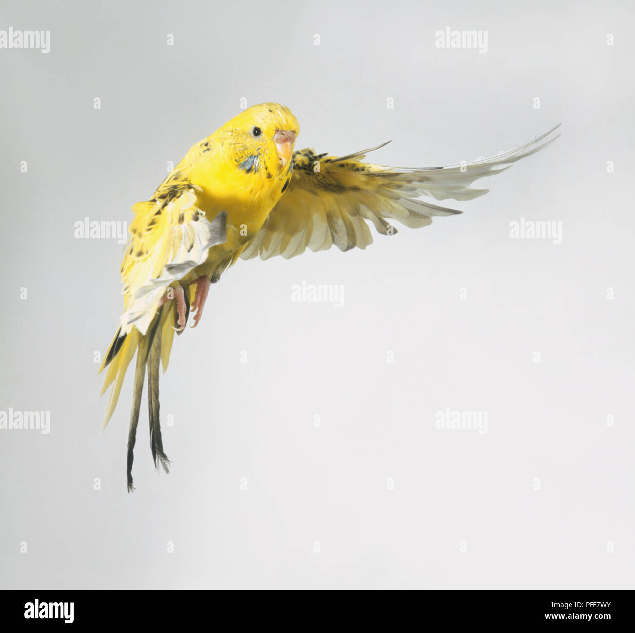 Perruche jaune (Melopsittacus undulatus) en vol avec les ailes ...