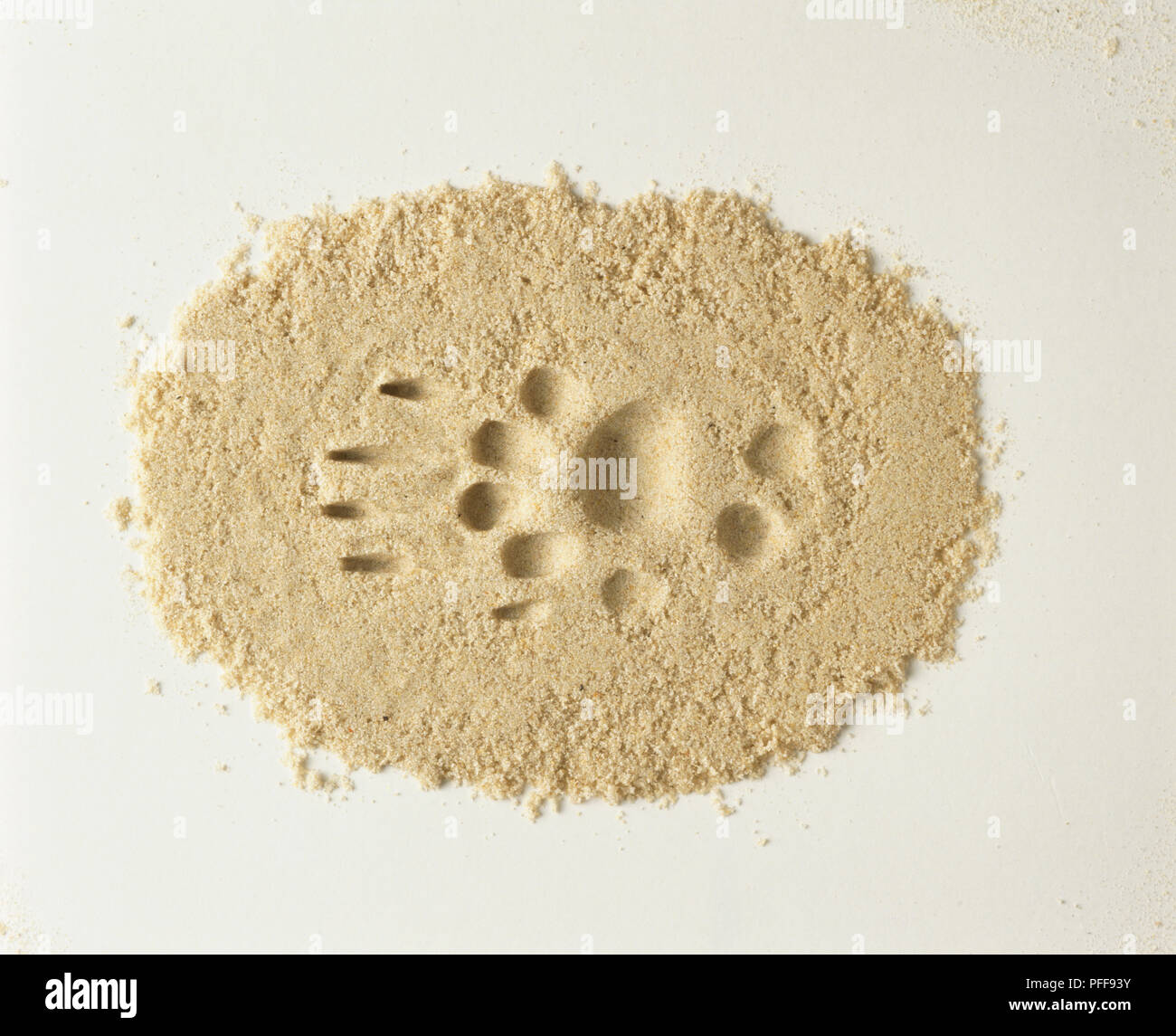 Meles meles, ancien monde, blaireau blaireau eurasien. Une empreinte de ...