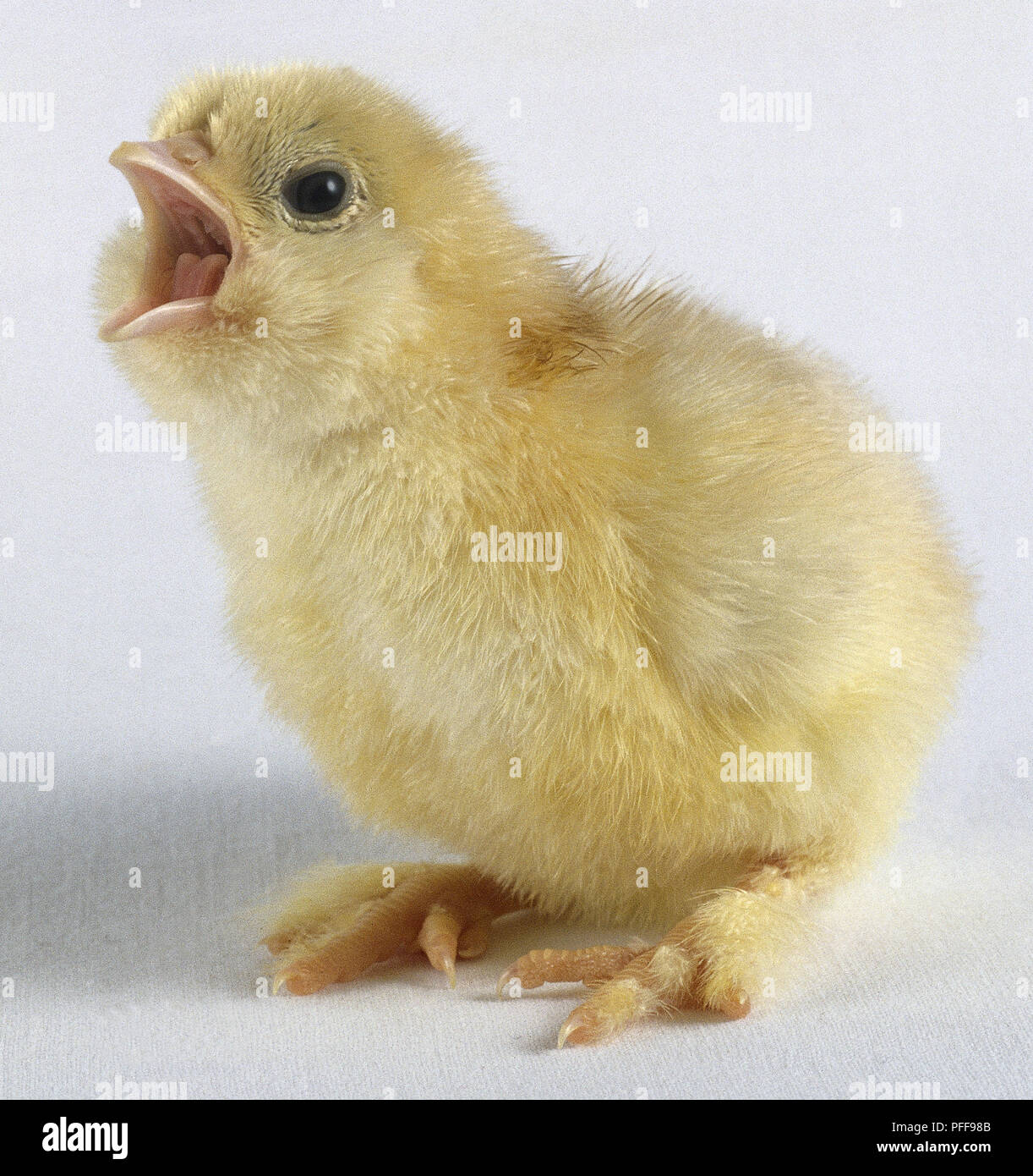 Poussin jaune moelleux (Gallus gallus) avec bec ouvert, side view Photo ...