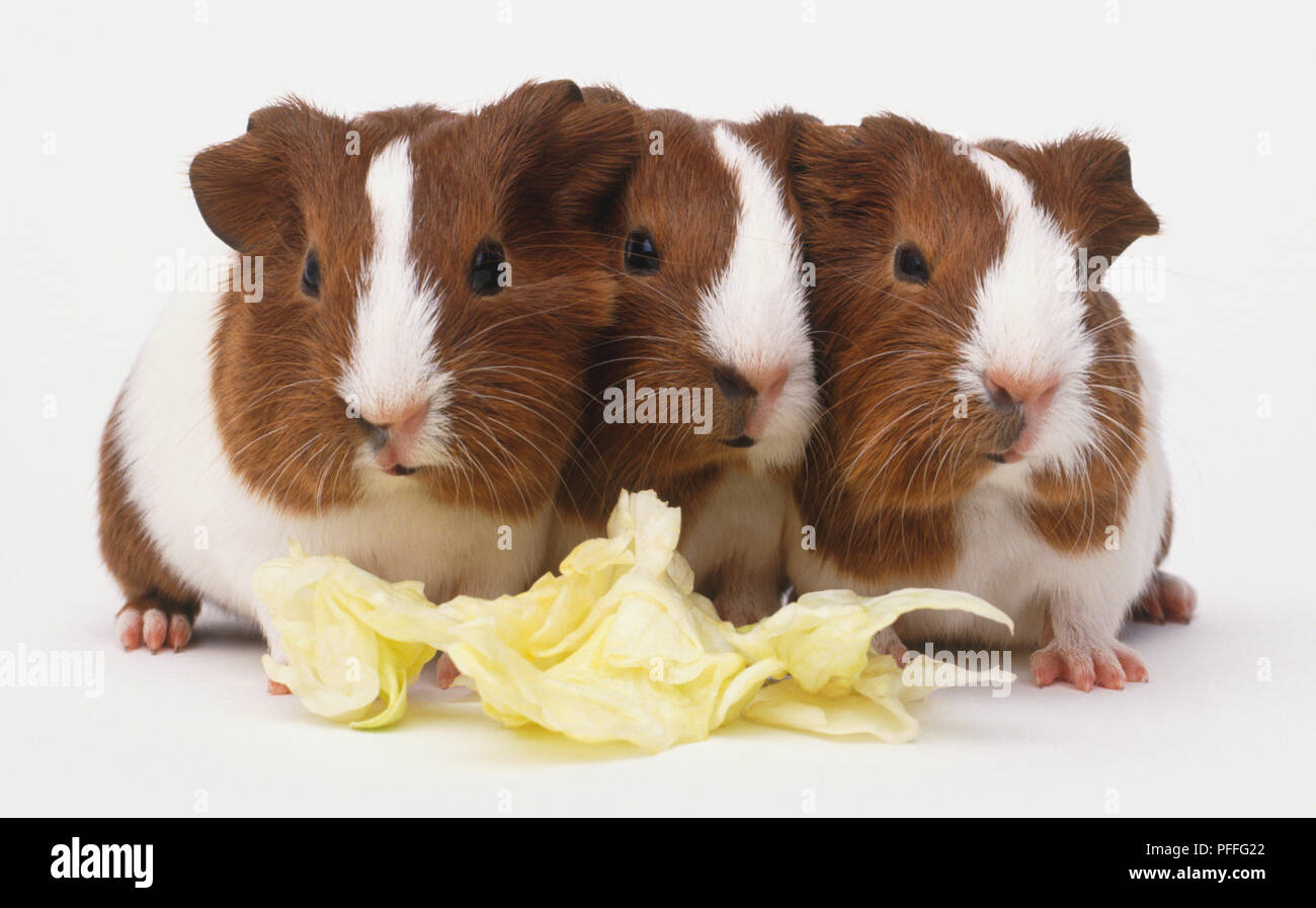 Cavia cobaya Banque de photographies et d’images à haute résolution - Alamy