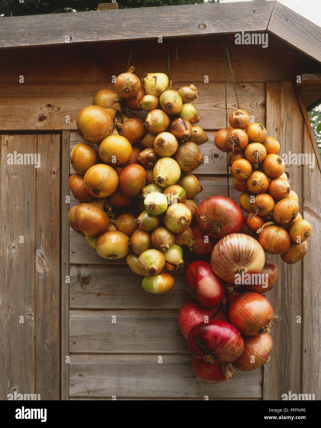 Plantes en bottes Banque de photographies et d’images à haute ...