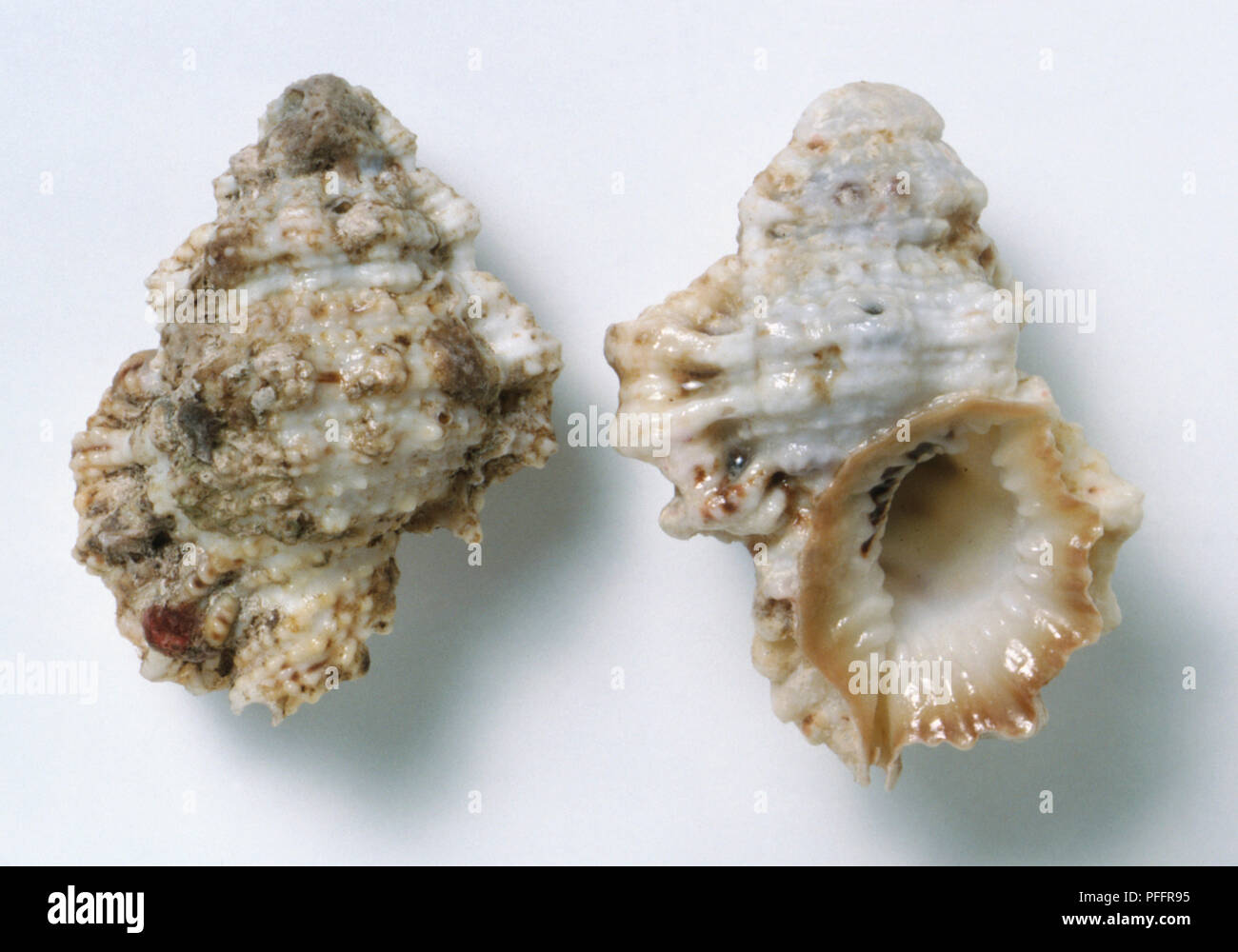 Bursa cruentata Banque de photographies et d’images à haute résolution ...