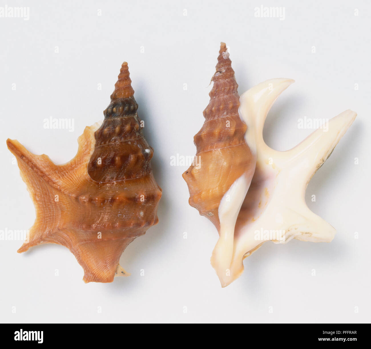 Pelicans foot shell Banque de photographies et d’images à haute ...