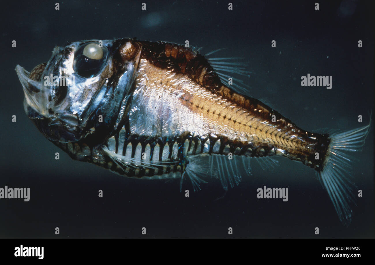 Poissons de hachette Banque de photographies et d’images à haute ...