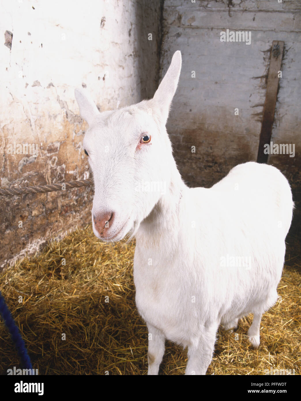 Saanen breed Banque de photographies et d’images à haute résolution - Alamy