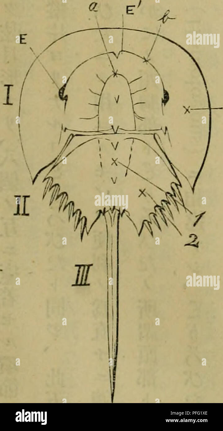 Cette revue zoologique japonaise présente une étude détaillée de ...