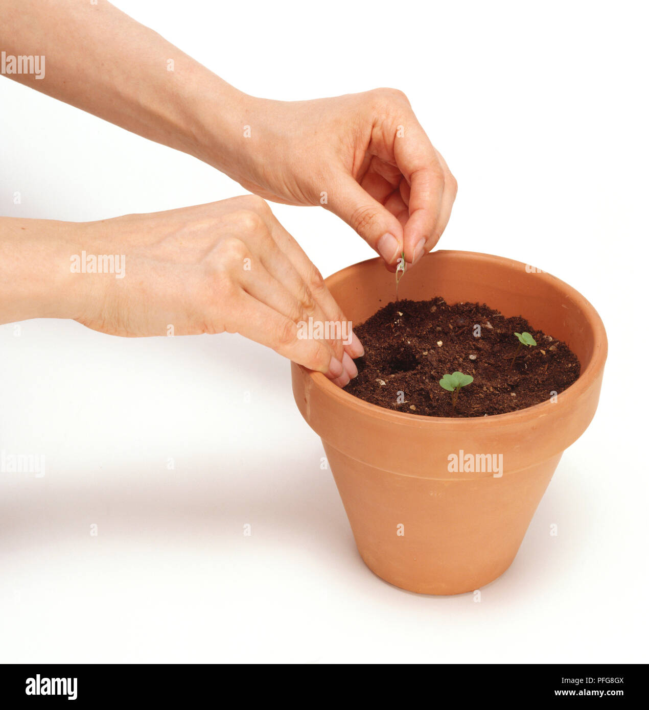 Une femme plantes délicatement une petite plantule dans un petit trou ...