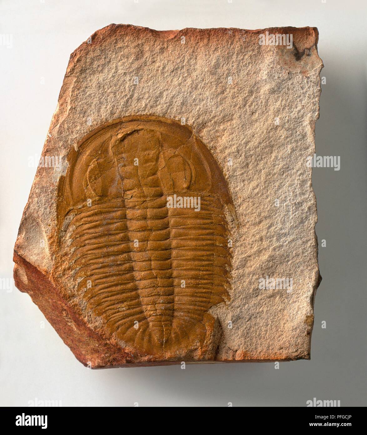 Trilobita trilobite Banque de photographies et d’images à haute ...