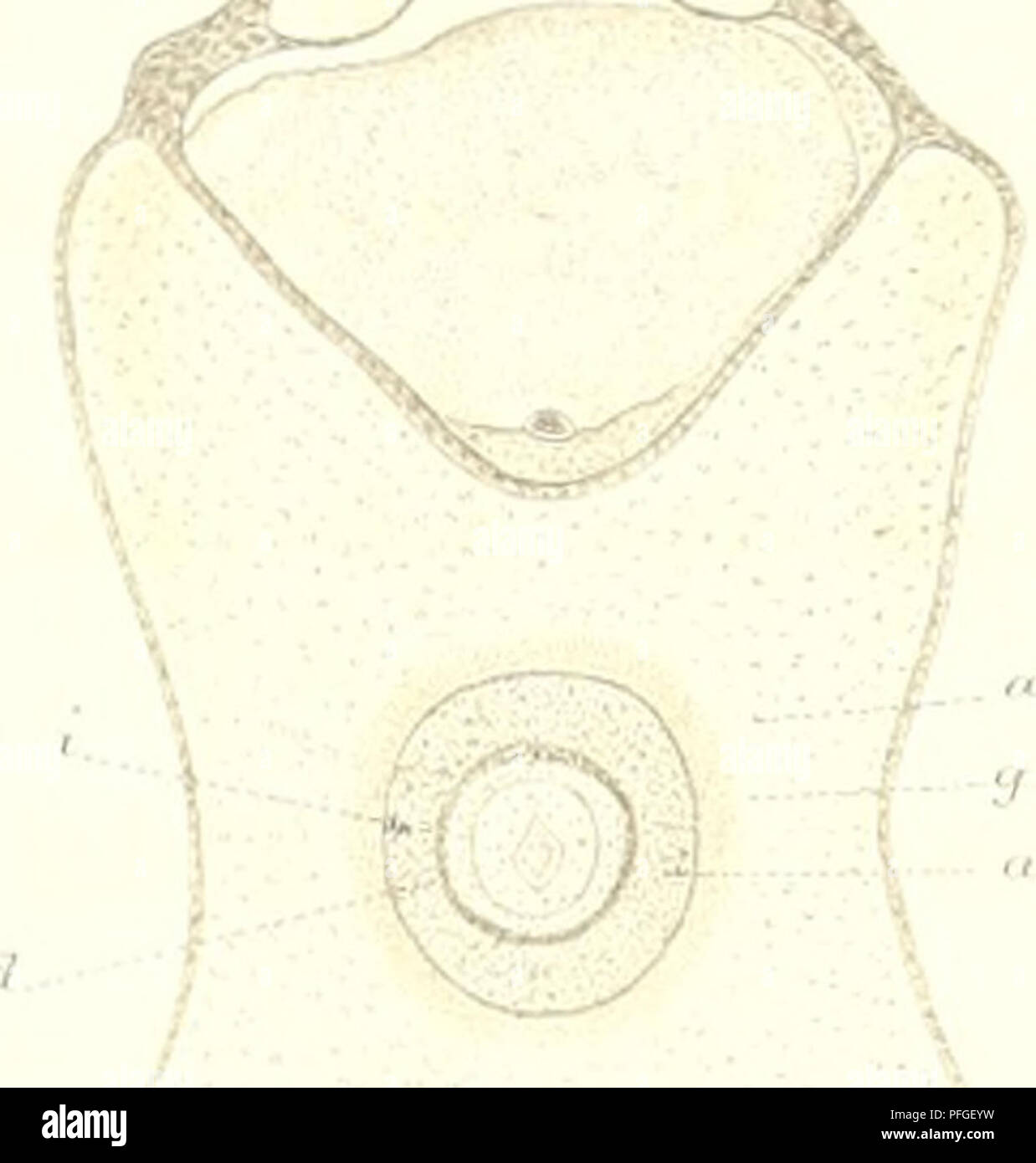 Cette étude présente une analyse morphologique et paléontologique des ...