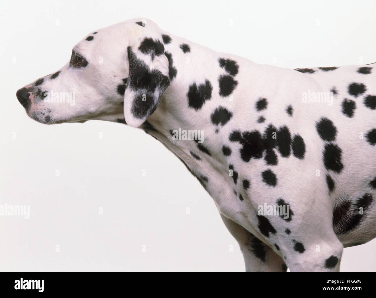 Dalmatien chien profil Banque de photographies et d’images à haute ...