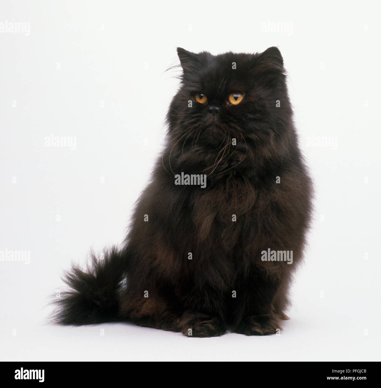 Chat persan noir et blanc Banque de photographies et d’images à haute ...