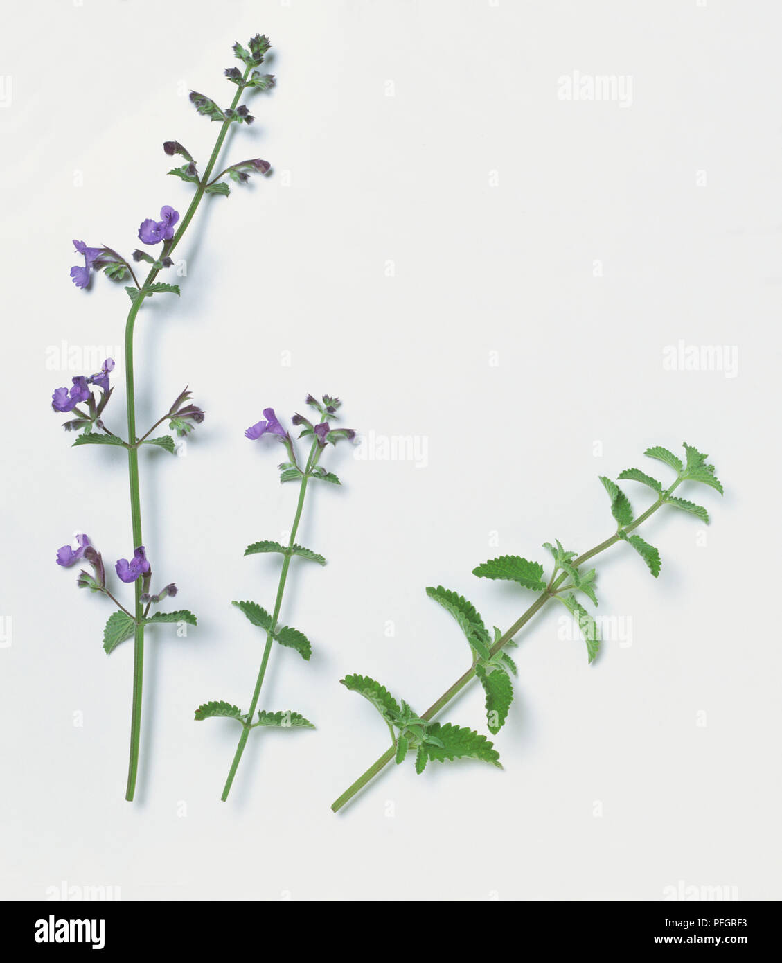 Nepeta racemosa catmint Banque de photographies et d’images à haute ...