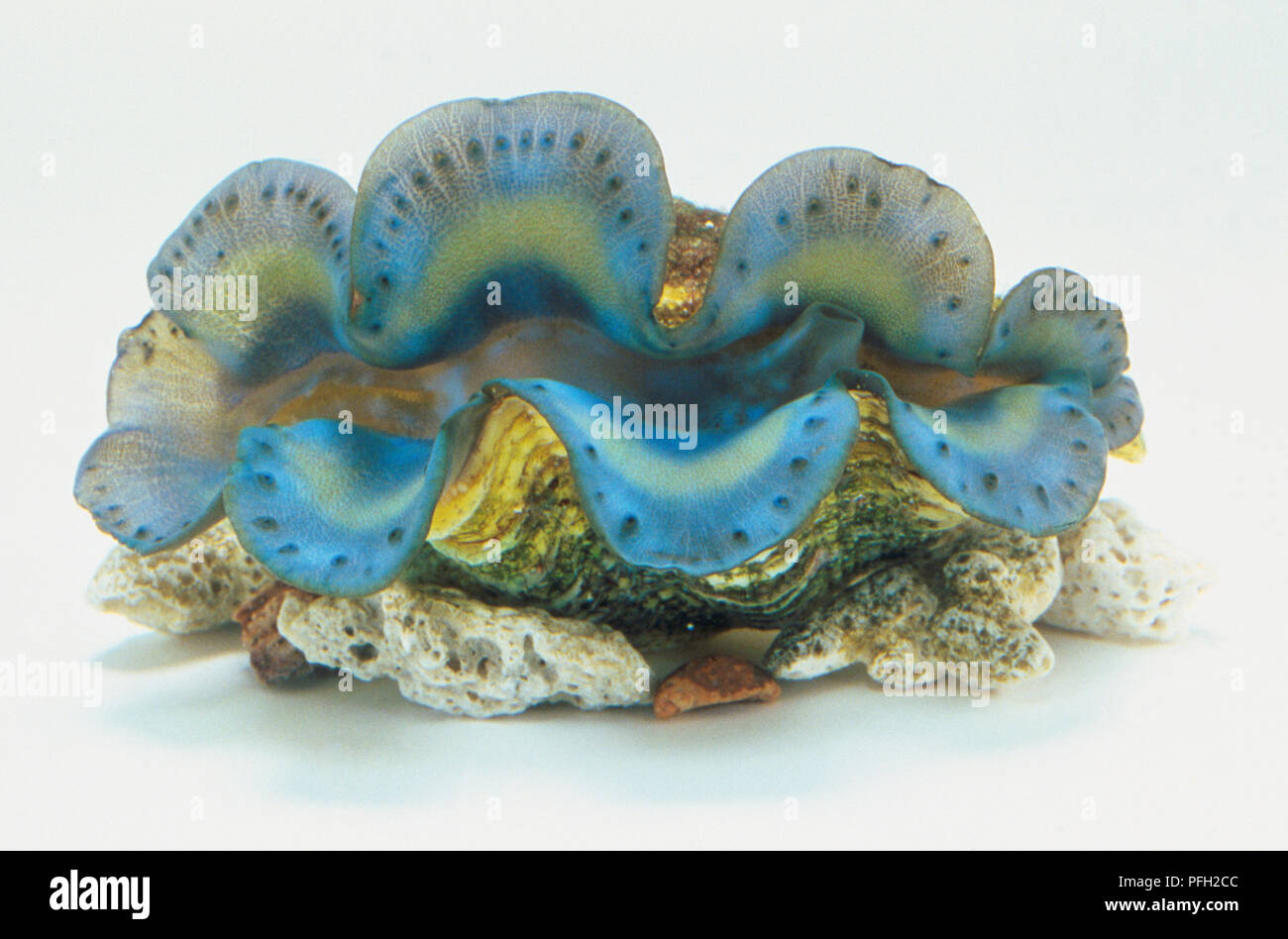 Soft shell clams Banque de photographies et d’images à haute résolution ...