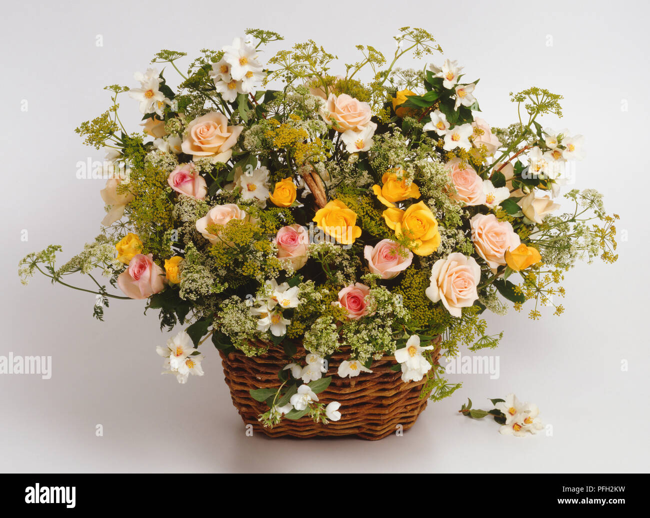 Rose mountbatten Banque de photographies et d’images à haute résolution ...