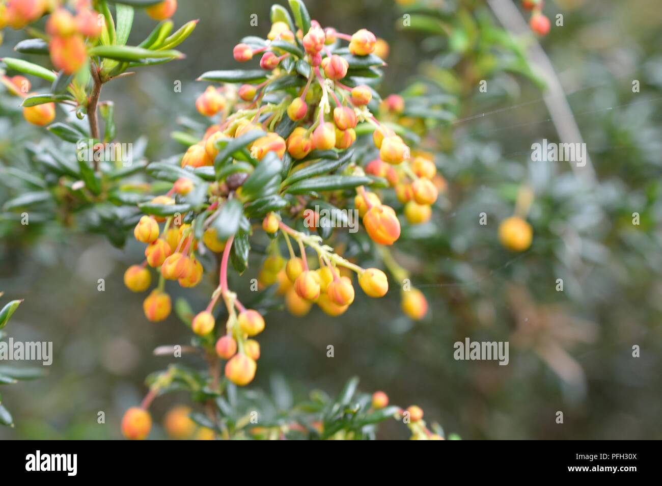 Berberis x stenophylla Banque de photographies et d’images à haute ...