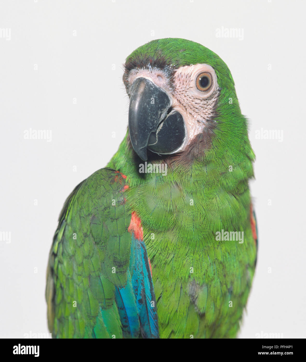 Severe macaw Banque de photographies et d’images à haute résolution - Alamy