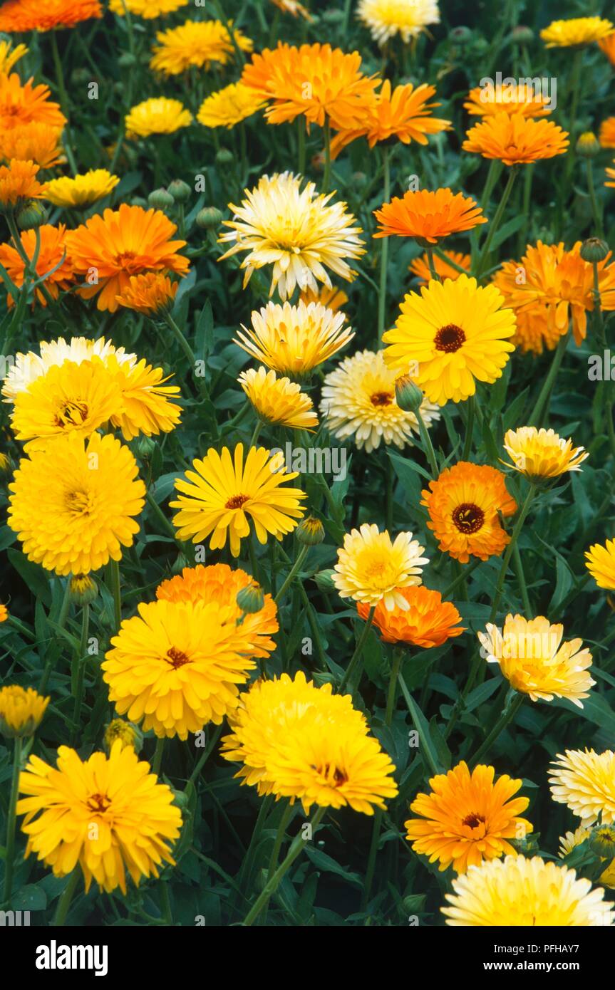 Calendula officinalis art shades Banque de photographies et d’images à ...