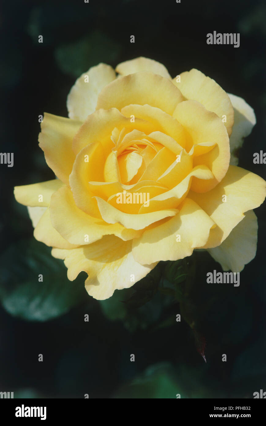 Rosa mountbatten Banque de photographies et d’images à haute résolution ...