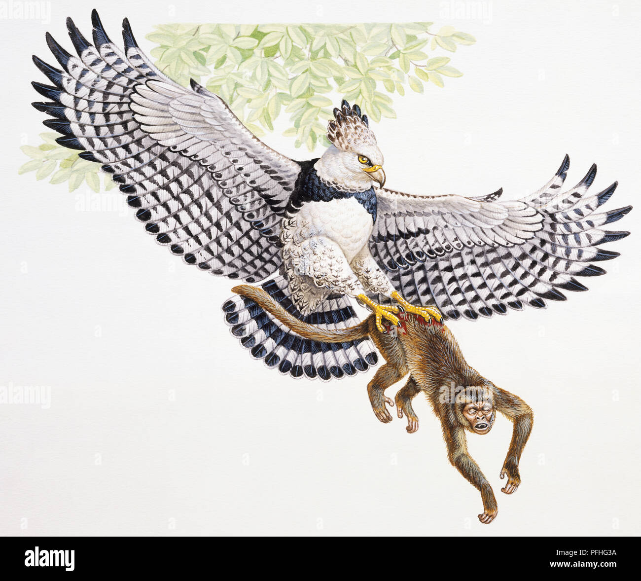 Harpia a harpyja Banque de photographies et d’images à haute résolution ...