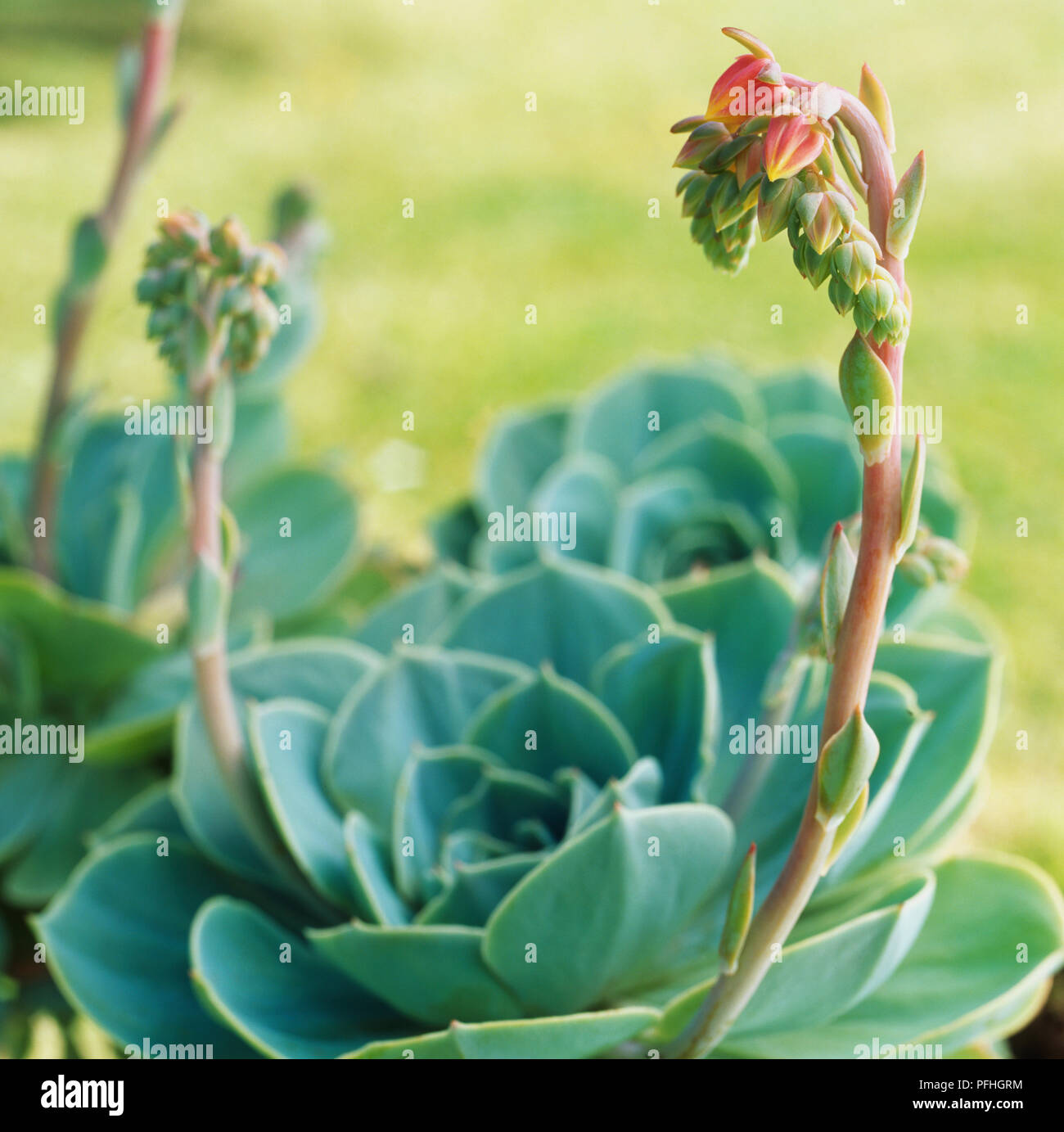 Echeveria glauca Banque de photographies et d’images à haute résolution - Alamy