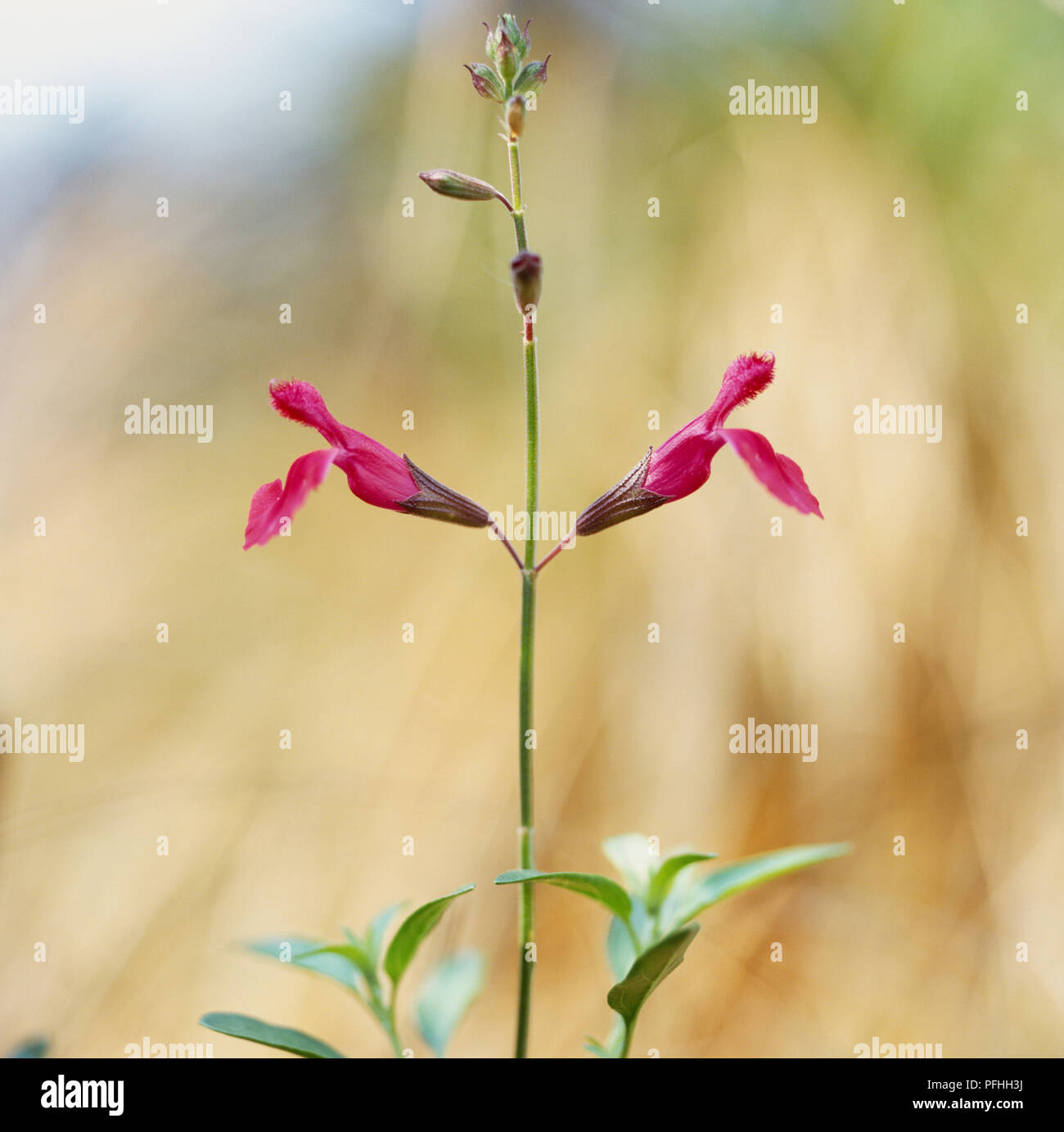 Salvia jamensis raspberry royale Banque de photographies et d’images à ...