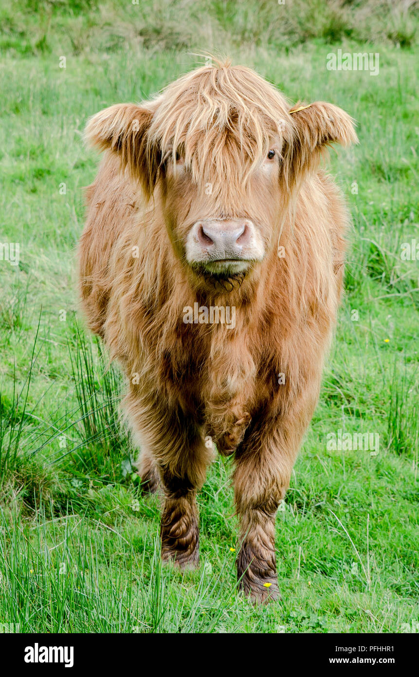 Vache qui pleure Banque de photographies et d’images à haute résolution ...